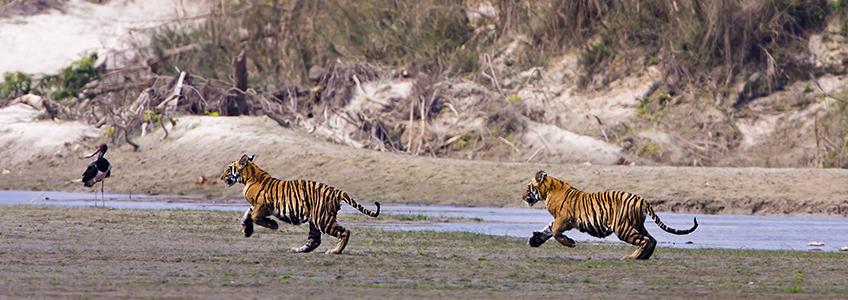 Tiger Safari Tour, India Fort Tour Package, Indian wildlife Tour package